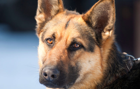 Pas si bêtes ! | Canin-Félin-Humain : Comprendre pour Éduquer ...